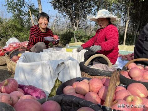三农问题研究：乡村振兴中如何提高农业生产力和增加农民收入？