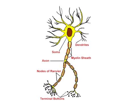 Neuroglia Ppt