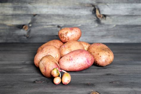 표준 구성의 감자 덩이줄기 더미의 배경에 발아 배아를 가진 1개의 감자 개체 그룹에 대한 스톡 사진 및 기타 이미지 개체 그룹 건강한 생활방식 굽은 Istock