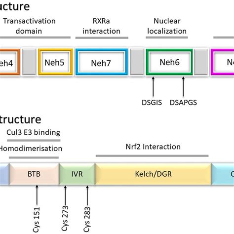 Structural Representation Of Nrf2 And Keap1 A The Nrf2 Protein