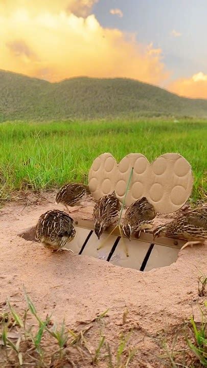 Diy Quail Trap Amazing Quail Trap Shorts Youtube