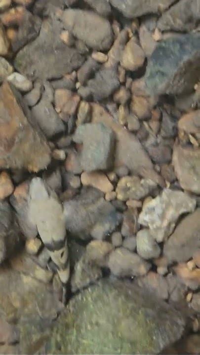 살아있네요 괴상하게 생긴 물고기 영상을 보시는 모든분 행복하세요 Youtube