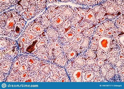 Thyroid Tissue Stock Image Image Of Microscopy Magnifying 196730717