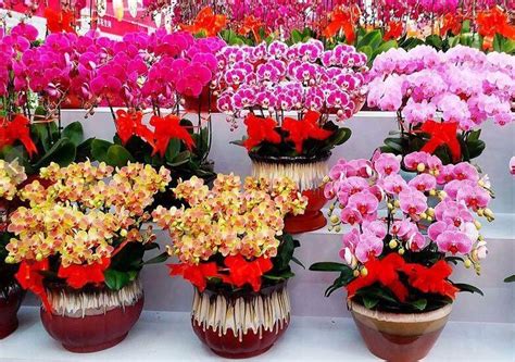 年宵花今年你想选什么