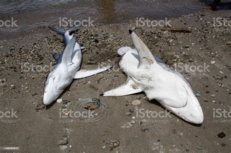 Sharks Caught By Traditional Fishermen Are Placed On The Sand On The