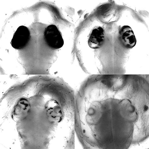 Genome Editing Procedures Optimized EurekAlert