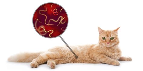 Top 10 Soorten Wormen Bij Katten Met Afbeeldingen De Buitenkat