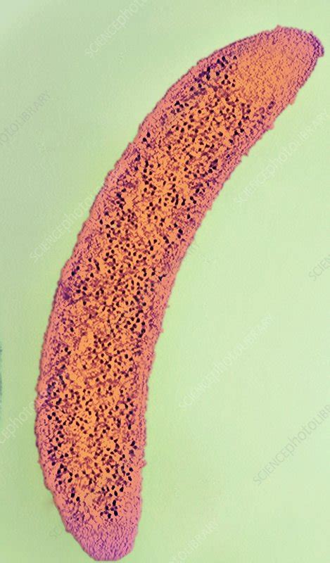 Caulobacter Crescentus Bacterium Tem Stock Image C021 7424 Science Photo Library