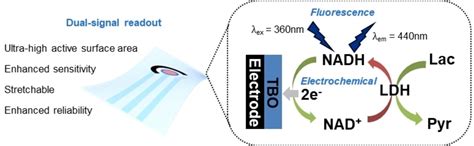 Stretchable Sweat Lactate Sensor With Dual‐signal Read‐outs Tan 2024 Chemistry An Asian