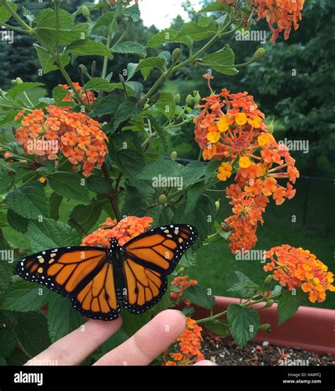 The Monarch Butterfly Danaus Plexippus Is Pictured In Minnesota Showcasing Its Characteristic