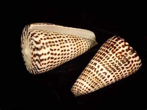Lettered Cone Seashells Natural Naturally Wild Australia