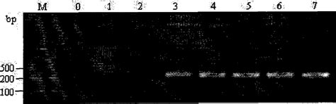 Standard Substance For Detecting Influenza A Virus Load And Detection Method Thereof Eureka
