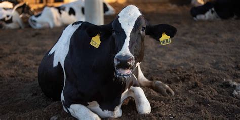 Managing Heat Stress In Dairy Cows Zinpro