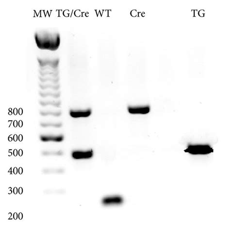Simplified Strategy For Genotyping That Includes The Sequence Of Each Download Scientific