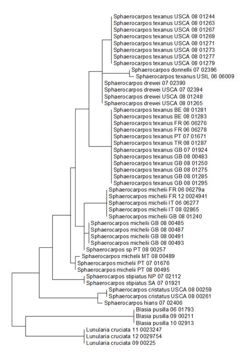 Sample Sphaerocarpos Rbcl Tree Botanics Stories