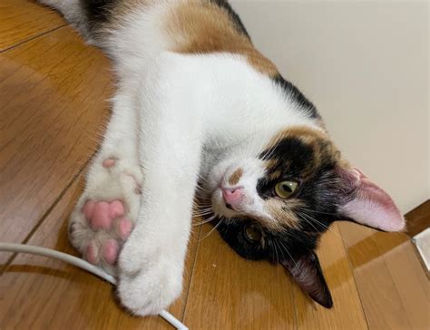 三毛猫