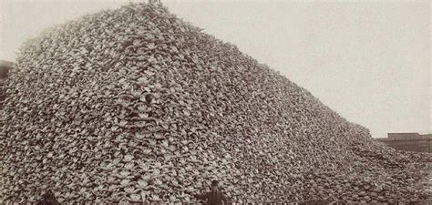 Buffalo