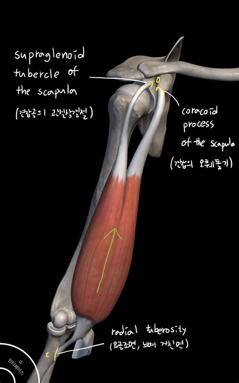 상완이두근 위팔두갈래근biceps Brachii 기시 정지 기능 네이버 블로그