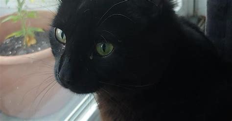 Meeko Album On Imgur