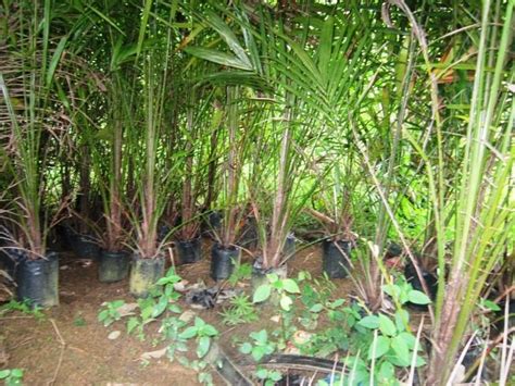 Rubber Plantation Or Palm Oil A Comparison Of Plantations 2 Entri In