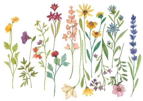 Watercolor Flowers Vector Art Icons And Graphics For Free Download