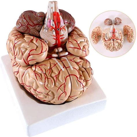 Part Human Brain Model With Labeled Regions Anatomically Accurate Brain
