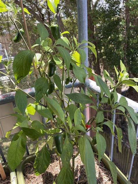 Does Anyone Know Why My Jalapeño Plant Is Producing Little Red