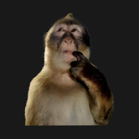 Stupid Monkey Meme Stupid Monkey Meme T Shirt Teepublic