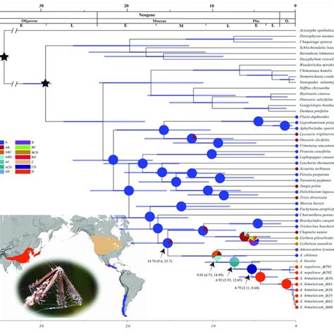 The Results Of Beast Analysis And Rasp Ancestral Area Reconstruction