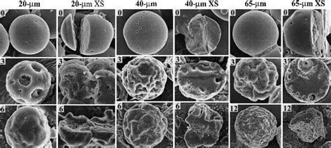 Scanning Electron Micrographs Of Whole And Cross Sectioned Xs