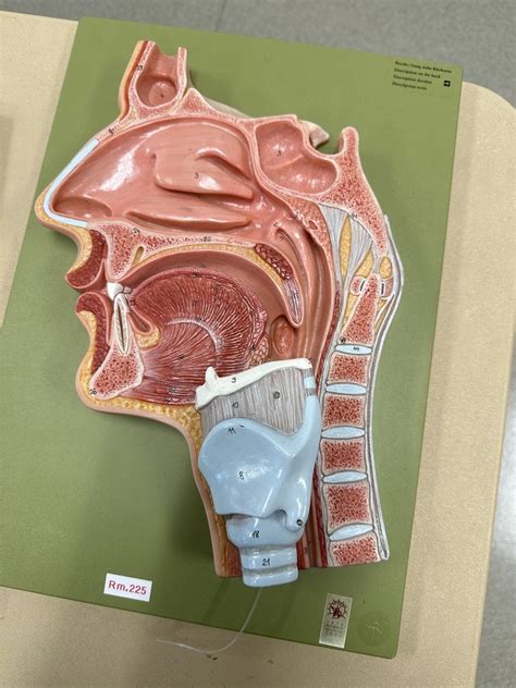 Nose And Throat Diagram Quizlet