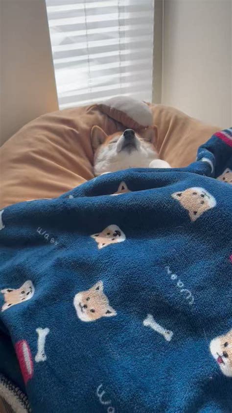 芝居のこととか猫とか On Twitter Rt Rla7gxrqbyxil3x 連休2日目もガンガン寝ますよー😴 柴犬コウちゃんの