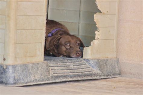 Lisa In Spanien Tierheim Apap Tierschutzverein Europa