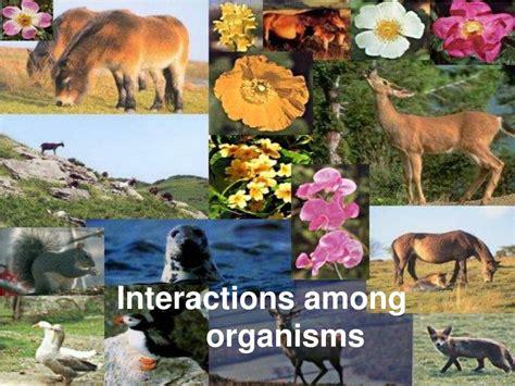 Ppt Interactions Among Organisms Powerpoint Presentation Free Download Id6851096