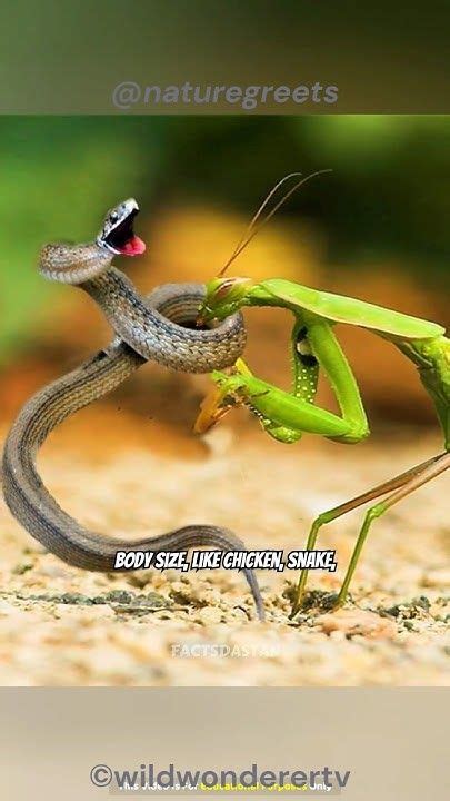 Mantis Bug Vs Frog These Bugs Are Fearless Shorts Mantis Frog