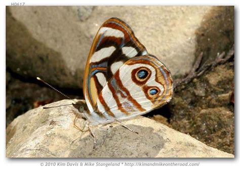 Dynamine Dyonis Blue Eyed Sailor