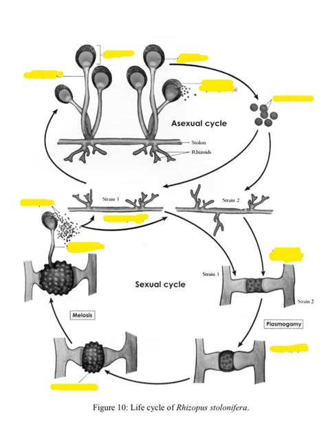 Diagram Of Bio Lab Life Cycle Rhizopus Stolonifera Bread Mold Quizlet