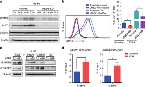 C EBPβ JMJD3 induction participates in ATRA induced myeloid