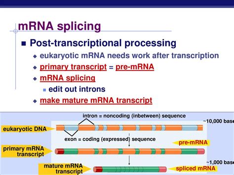 From Gene To Protein How Genes Work Ppt Download