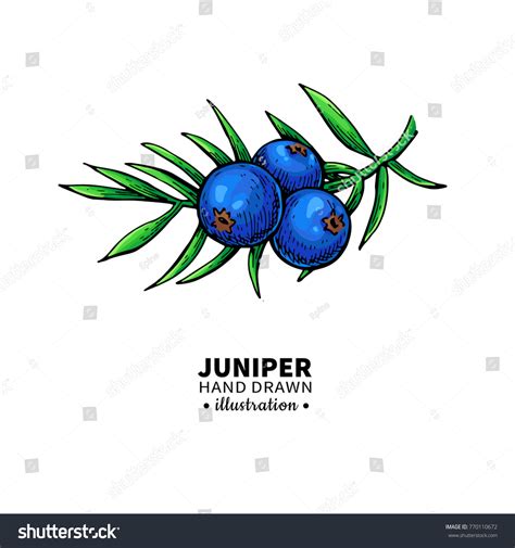 Juniper Vector Drawing Isolated Vintage Illustration Stock Vector