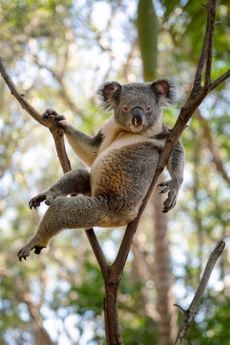 Please Look At This Sexy Koala Posing In Front Of The Camera To Get The