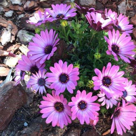 Dimorphotheca Ecklonis South African Daisy Flowering Plants