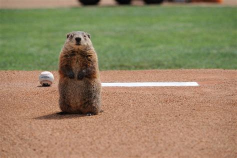 Our Groundhog Didnt Asheville Tourists Baseball Club Facebook