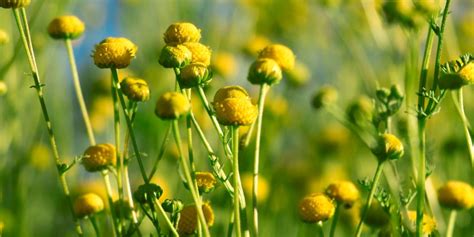 Pianta Puzzolente Costringe Idilliaca Area Picnic In Arizona A Chiudere Per Un Mese