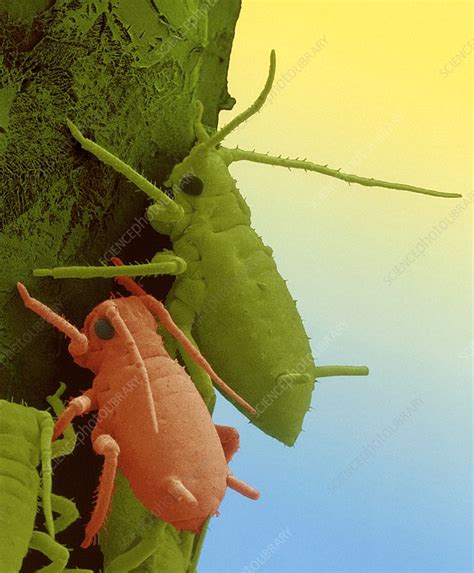 Rose Aphids Sem Stock Image C0528063 Science Photo Library