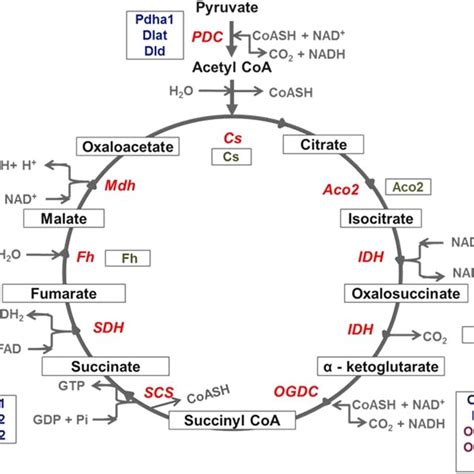 Tca Cycle In Mammalian Cells Mitochondrial Genes Identified From