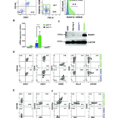 Characterization Of The Runx1bvenus Population A Flow Cytometry Download Scientific