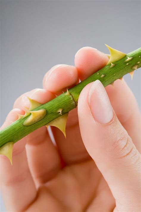 拿着带刺树枝的女人图片 女人手拿着带刺的树枝素材 高清图片 摄影照片 寻图免费打包下载