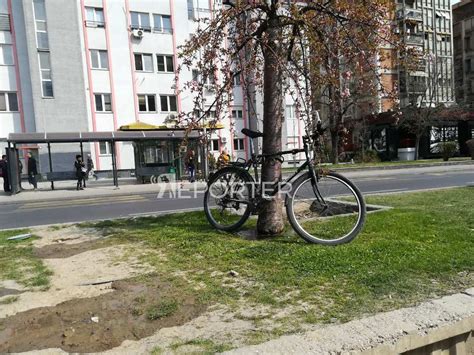 Фото Го врзал точакот на дрво среде „Партизанска“ M Express