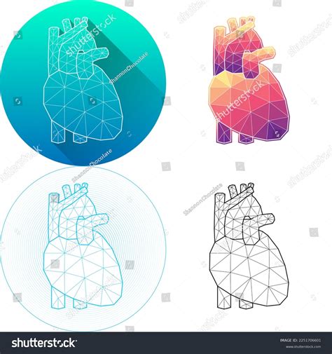 Human Heart Blood Circulatory System Medical Stock Vector Royalty Free